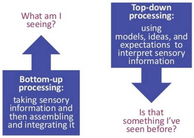 Top-Down Processing and Bottom-Up Processing